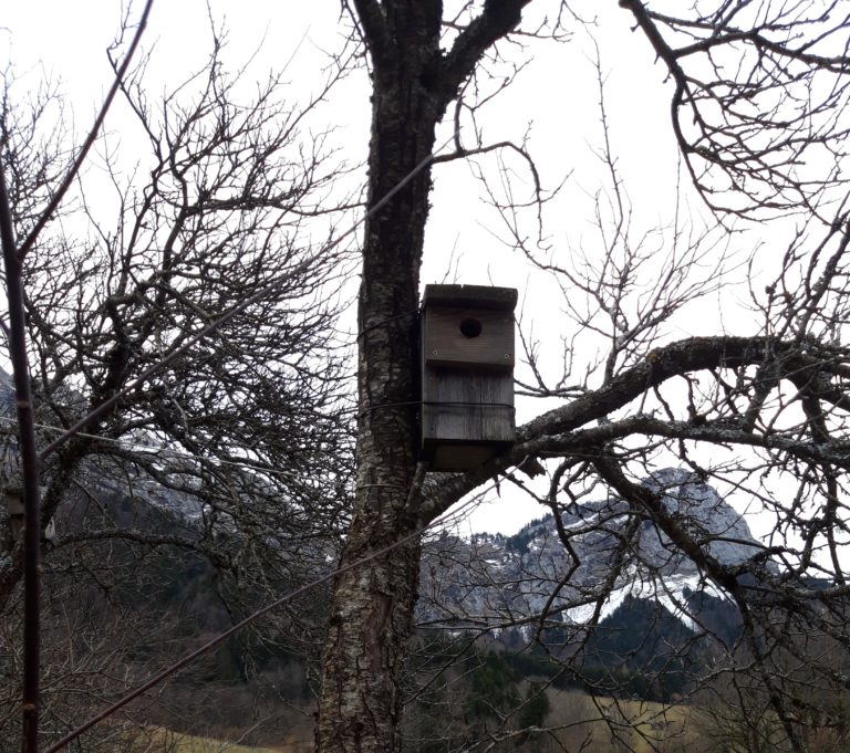 Tout savoir sur les nichoirs – biodiversité – Colocaterre