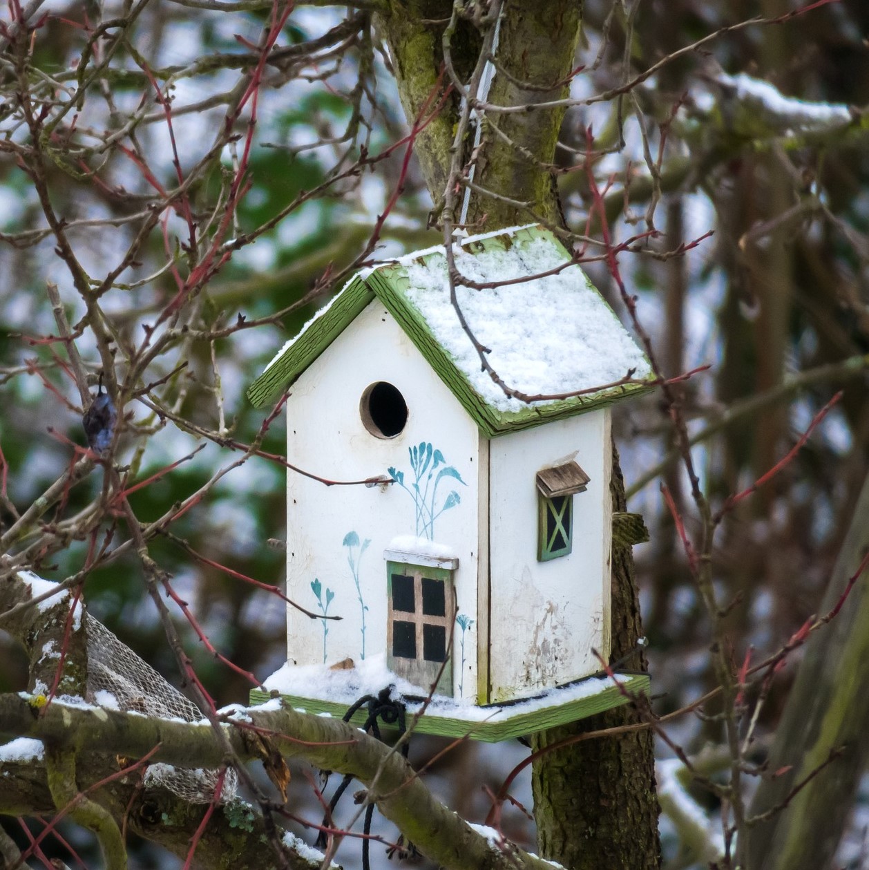 Tout savoir sur les nichoirs (version longue) – biodiversité – Colocaterre