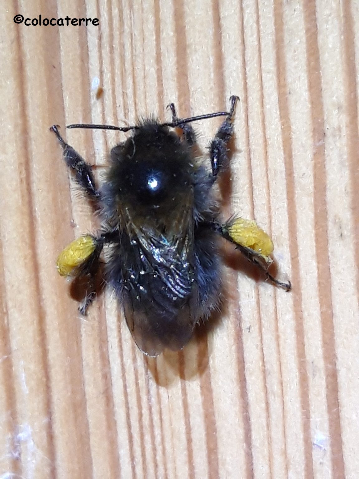 La vie secrète des abeilles solitaires (version longue) – Colocaterre