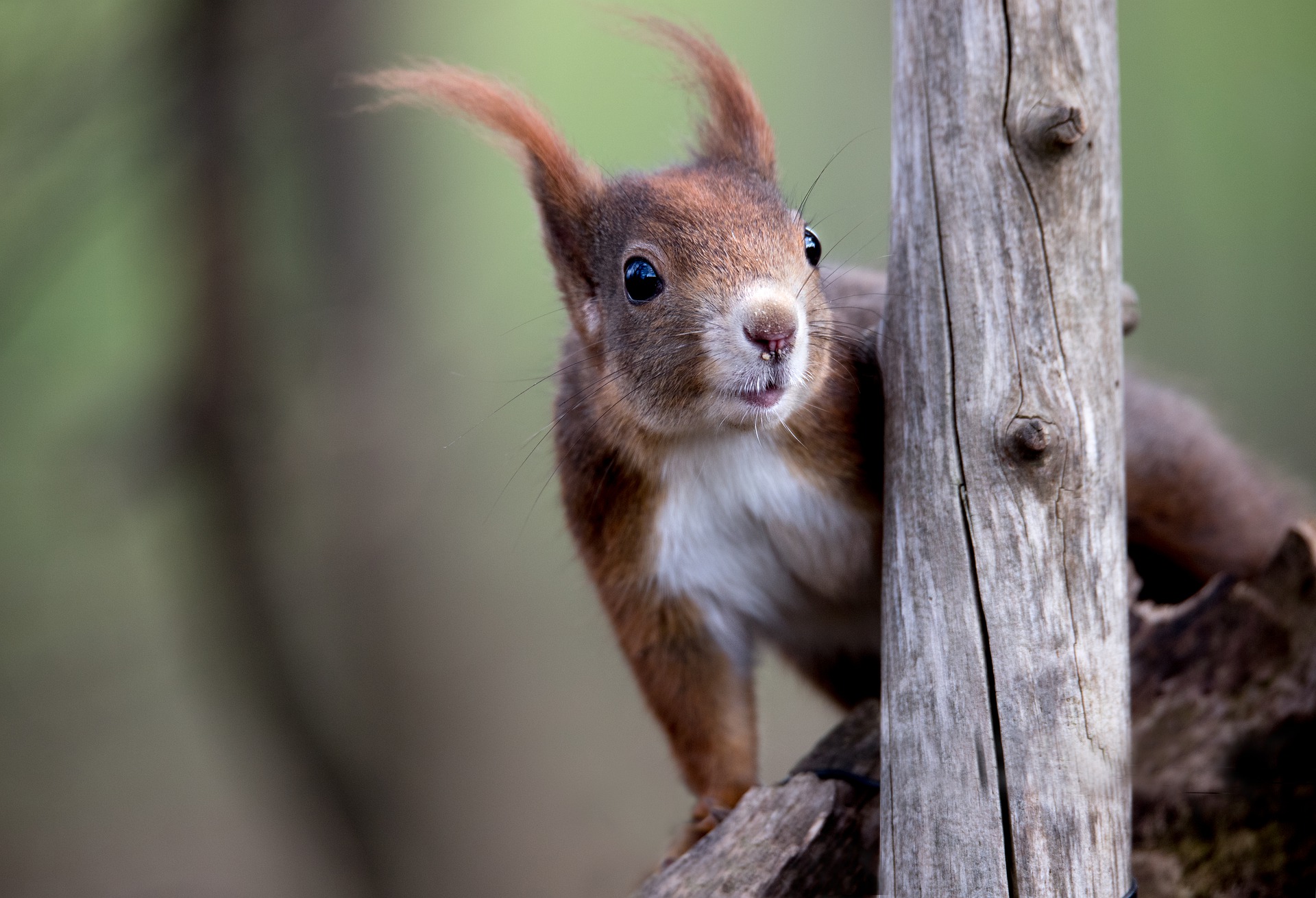 14/10/24 : L'écureuil roux voit noir! – Colocaterre