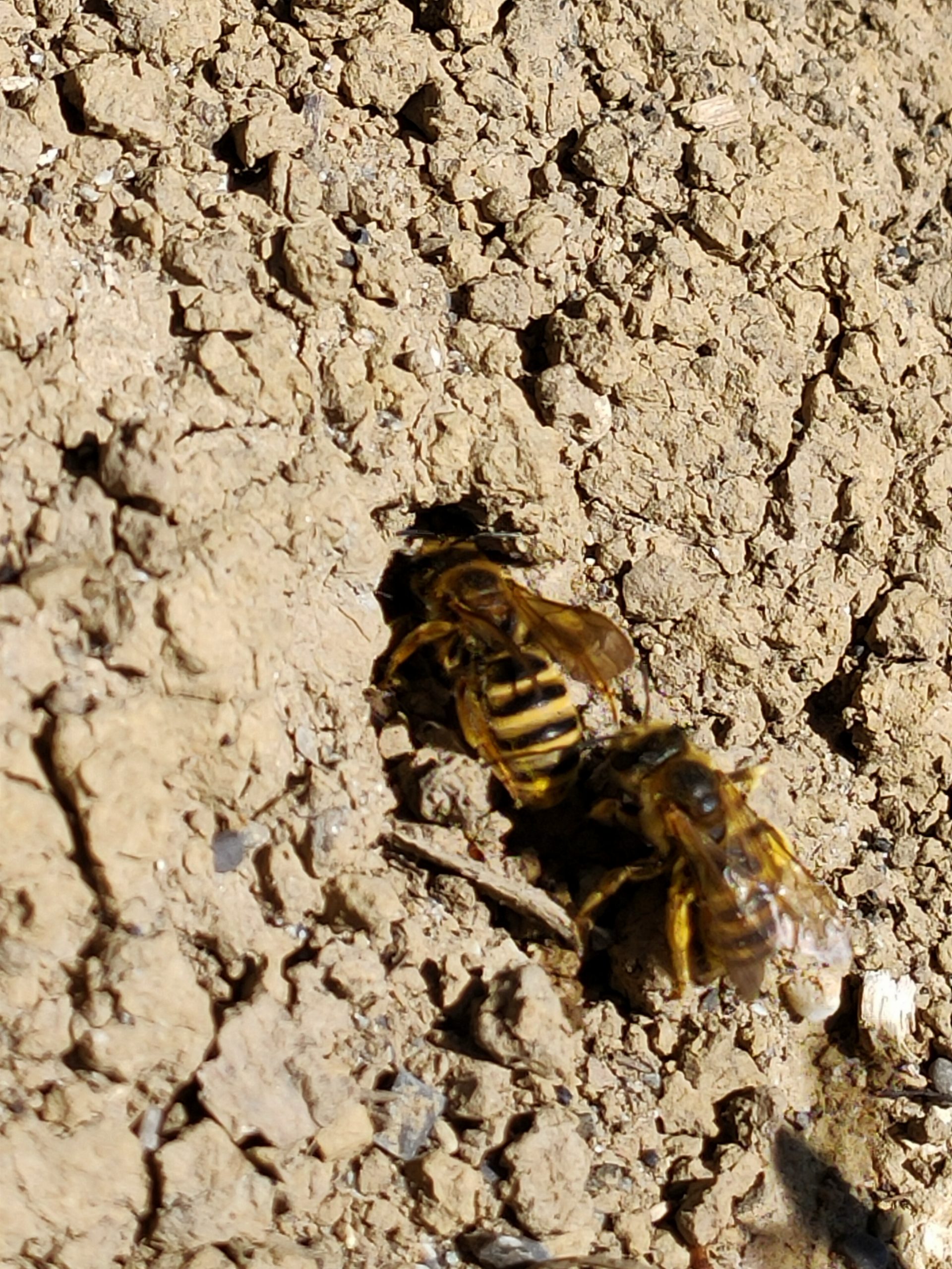 03/06/24 : L'halicte : une abeille solitaire? – Colocaterre